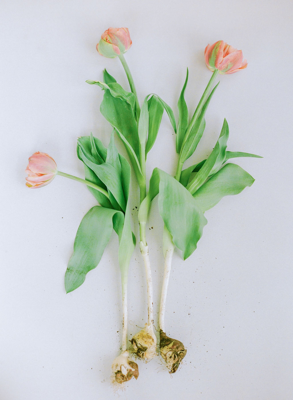 Fall Planting Guide - Laura Hooper Design House